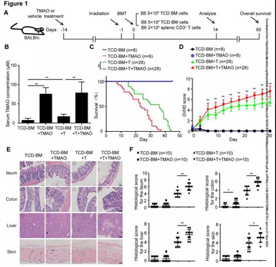 TMAO检测 - 微基生物