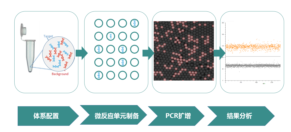 ddPCR 数字PCR检测服务 - 微基生物