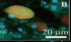 16S/18S FISH荧光探针设计及检测服务 常见问题及解决方案 - 微基生物