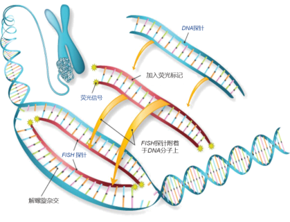 16S/18S FISH荧光探针设计及检测服务 常见问题及解决方案 - 微基生物